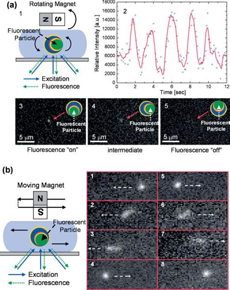Magnetic Manipulation Of A Single Nanocrescent Attached To A Download Scientific Diagram
