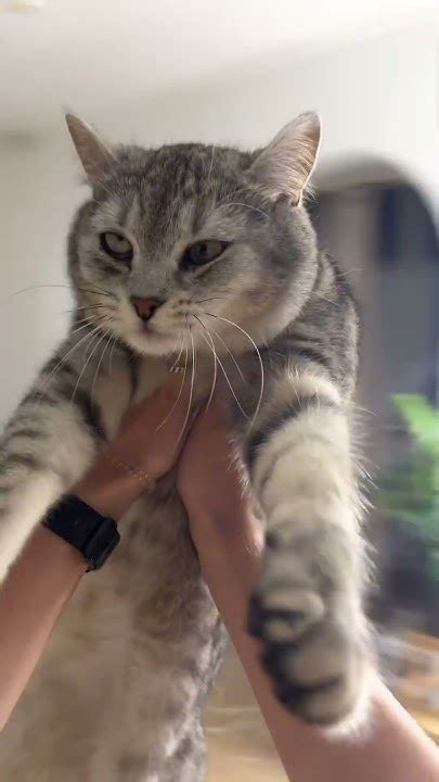 Самый красивый котик во вселенной 🥹 Youtube