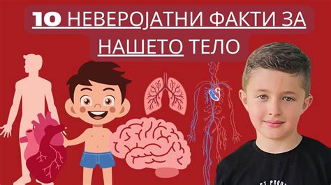 10 те НЕВЕРОЈАТНИ ФАКТИ ЗА НАШЕТО ТЕЛО кои ќе ве вчудоневидат Youtube