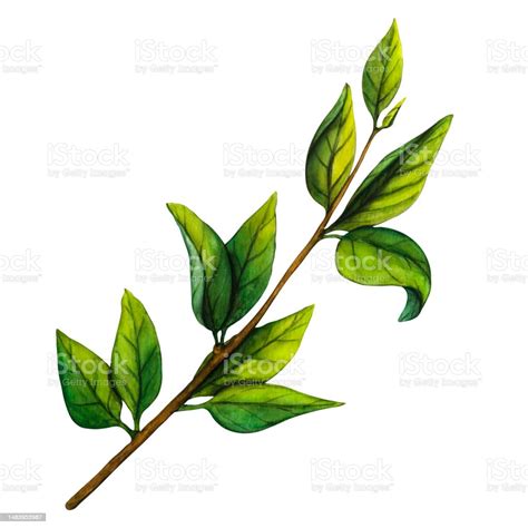 디자인을 위해 흰색 배경에 꽃이 있는 레몬 나뭇가지의 수채화 식물 삽화 디자인 및 장식용 클립 아트 개체 패키지 카드 감귤류 과일에 대한 스톡 벡터 아트 및 기타 이미지