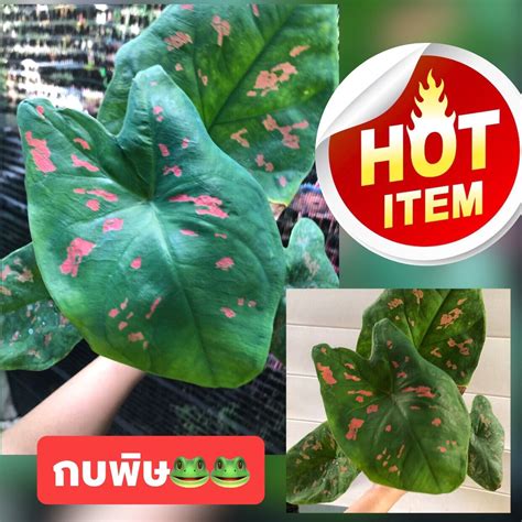 บอนสีกบพิษไซร์แม่พันธุ์ จัดส่งทั้งกระถาง ชีวิตดี๊ดีแคคตัส Thaipick