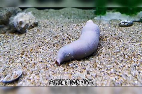 钻沙子的海肠 海洋生物 海洋生物 沙子