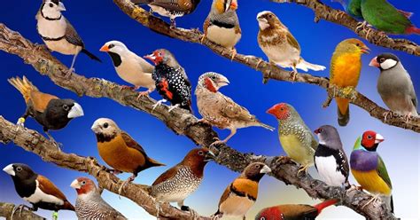 Jenis Jenis Burung Id