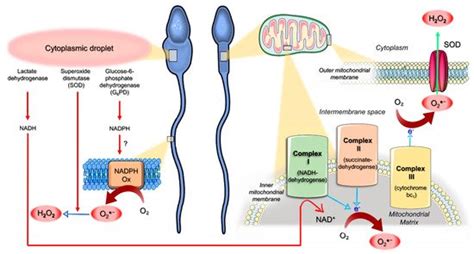 Mitochondrial Dys Function And Sperm Biology Encyclopedia MDPI