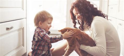 7 Babe Known Signs Of Cat Fleas Fantastic Pest Control