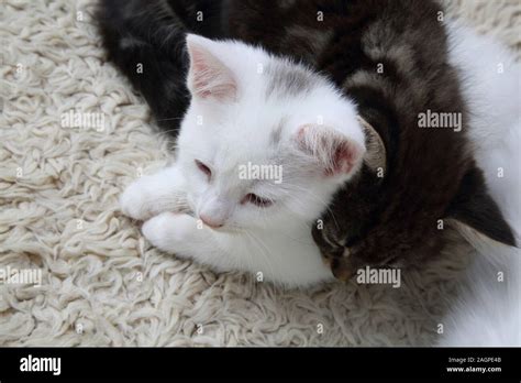 10 Week Old Kittens Turkish Angora Cross One Tabby Male And One White
