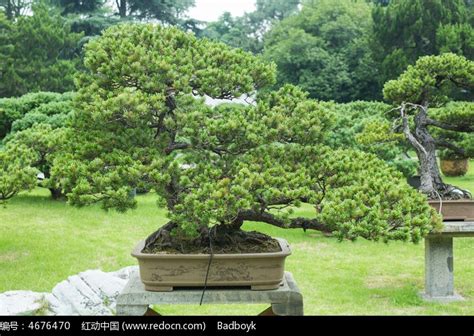 松树松叶盆景景观植物园林景观高清图片下载 红动中国