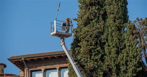 Commercial Tree Trimming Pruning