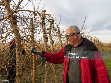 안전 고글과 전기 가지 치기 가위를 가진 나이 든 농부 젊은 농부 가지 치기 나무 가위에 대한 스톡 사진 및 기타 이미지 가위 가지치기 가지치기 가위 Istock