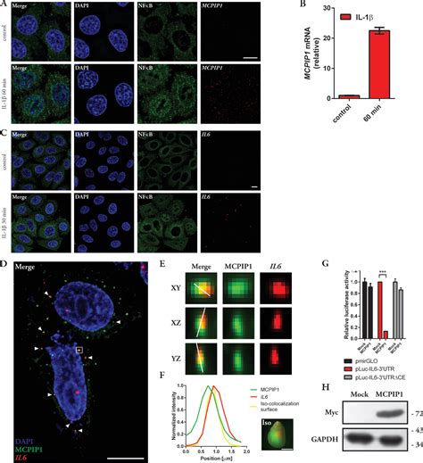 Figure From Simultaneous Detection Of MRNA And Protein In Single Cells Using