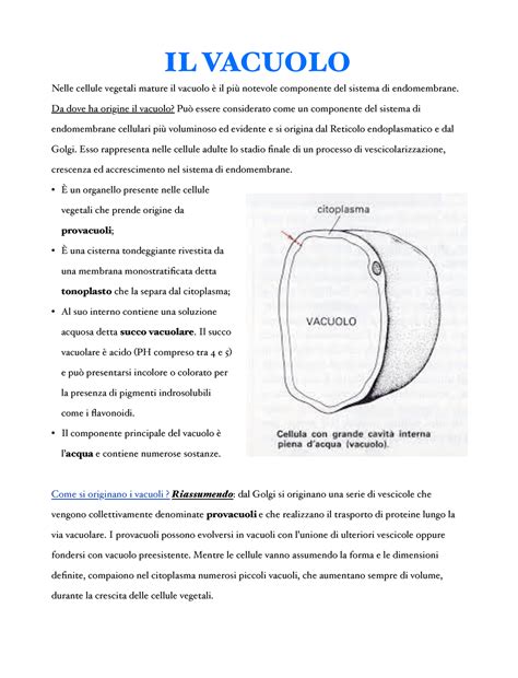 Funzione Delle Cellule Vegetali Del Vacuolo Centrale
