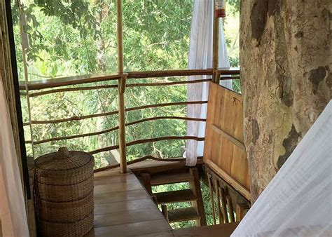 Iquitos Loreto Peru Treehouse 7 Solitude Suite 65ft Sleeps Up To 3 Treehouse Lodge