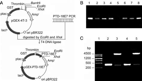 A The Pgex Ptd 18e7 Prokaryotic Expression Vector Was Successfully