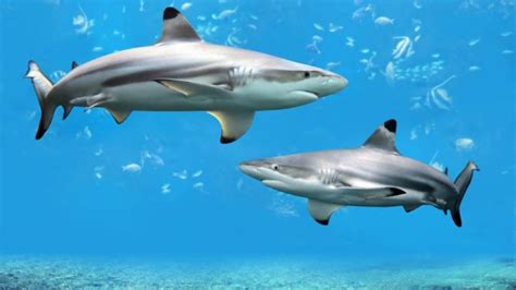 하이 벽지 물고기 물 상어 백상아리 연골 어류 505884 Wallpaperuse