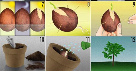 How To Grow An Avocado Tree From An Avocado Pit