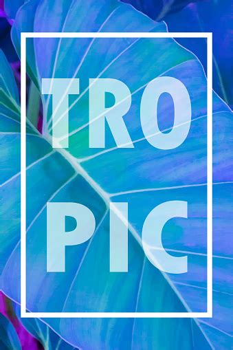 파란색 잎의 매크로가있는 흰색 프레임입니다 열대 배경 여름 개념 고사리 단풍 배경입니다 초대 및 인사말 카드에 대한 우아한 배경 디자인에 대한 스톡 벡터 아트 및 기타