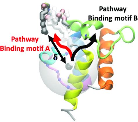 Relative Binding Free Energies Were Estimated From Umbrella Sampling