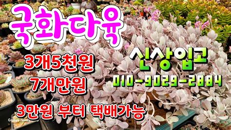 328 국화다육 모종분취설송조이스툴루크10개 1만원정야 루비틴트 바위솔 호접무금 당인 홍옥 골든글로우 방울복랑 헤리왓슨 핑클루비 여제 리틀쨈