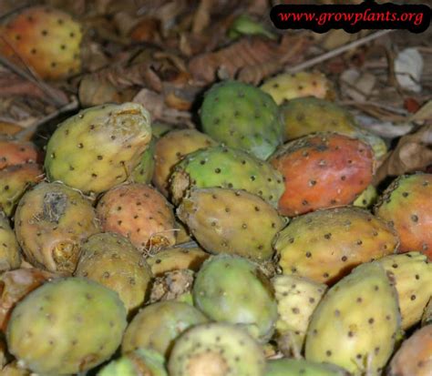Prickly Pear How To Grow Care