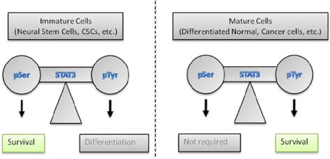 Stem Cell Specific Use Of Stat3 In Neural Stem Cell Cultures The