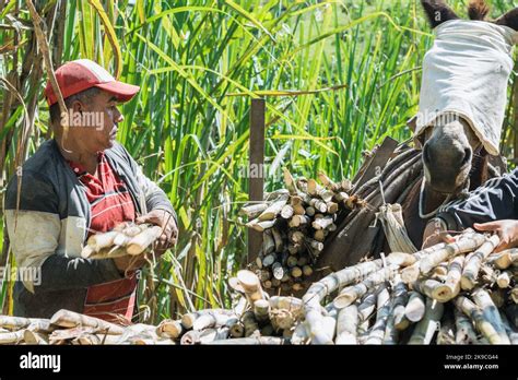 Colombian Muleteer Grabbing Freshly Cut Sugar Cane To Load His Mule