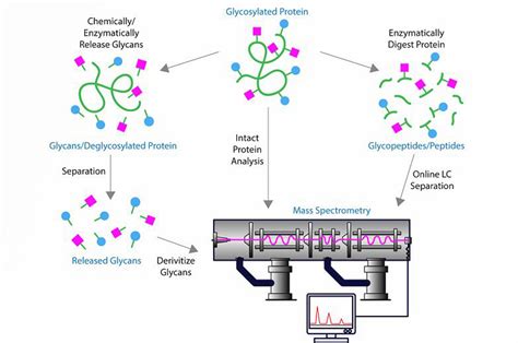 Introduction To Mass Spectrometry For Biomolecules Chromacademy