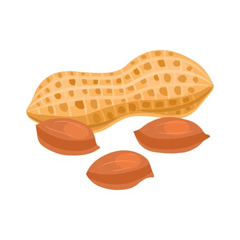 Peanut Vector Art Icons And Graphics For Free Download