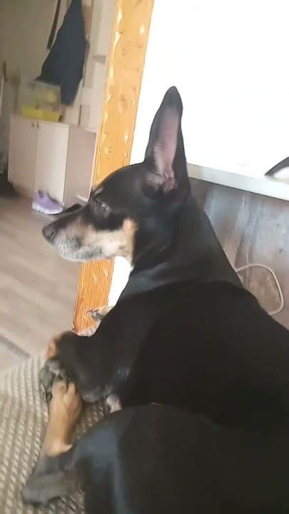 моя собачка чпееееек Youtube