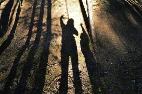 Premium Photo Shadow Of Man On Tree Trunk In Forest