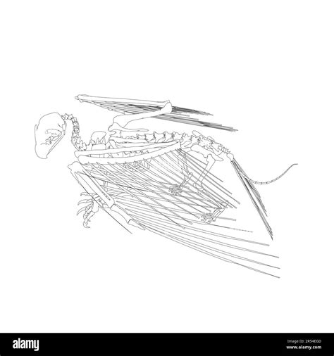 Vector Antique Engraving Drawing Illustration Of Bird Skeleton Isolated On White Background 3d