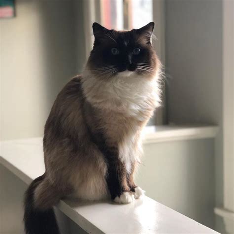 Рэгдолл все о кошке 4 минуса и 6 плюсов породы