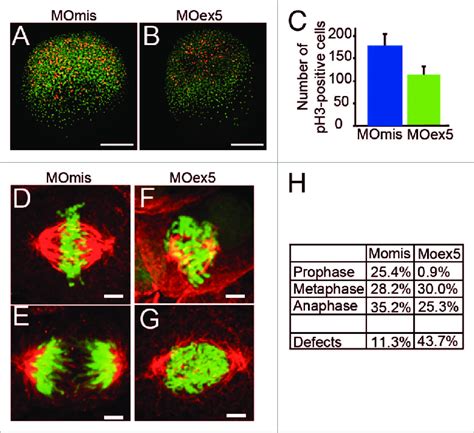 Morpholino Mediated Depletion Of Map9 Leads To A Reduction In The