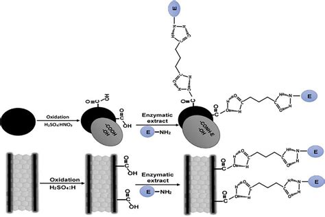 Schematic Representation Of The Covalent Immobilization Of Enzymes On