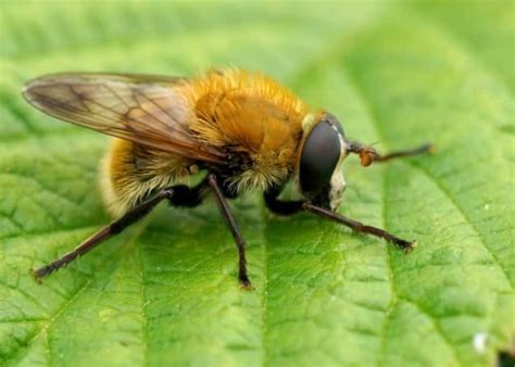 Guide To Hover Flies Syrphid Flies Pollinator And Predator The Buginator