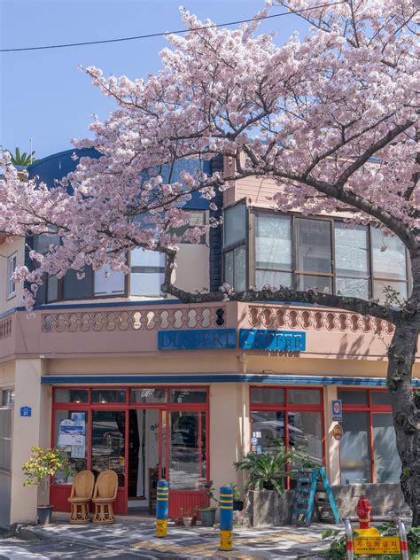 봄 제주여행 필수코스 벚꽃 명소 Best 3 방구석걸리버