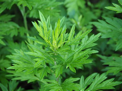 Maryland Biodiversity Project Common Wormwood Artemisia Vulgaris