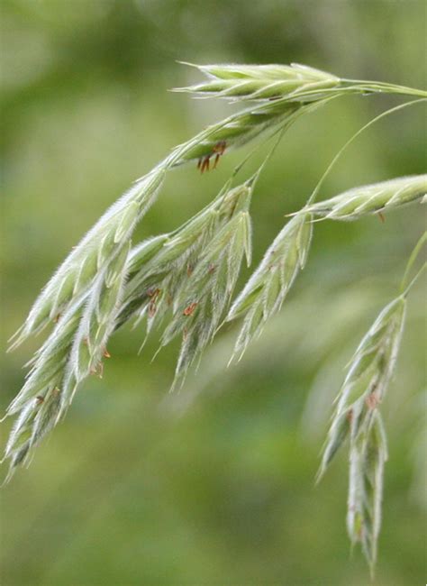 Fringed Bromegrass Forage U Pick