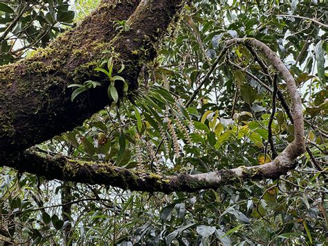 Dendrochilum Apiculatum Orchidaceae