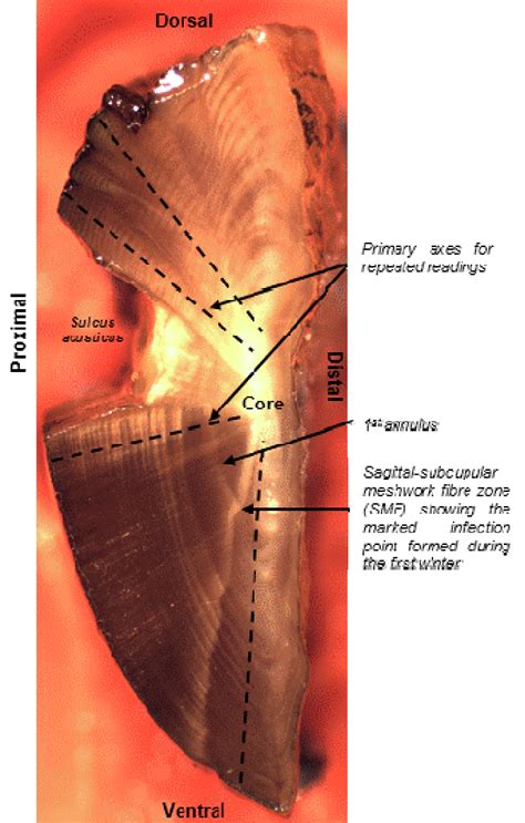 Snapper Otolith Image Of A Transverse Break And Burn Section Under Download Scientific Diagram