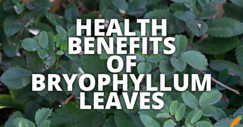 11 Potential Health Benefits Of Bryophyllum Leaves