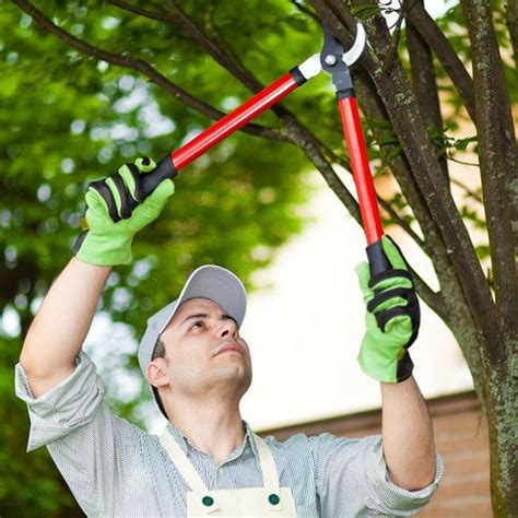 Flowering Gum Trees Guide The Jungle Collective
