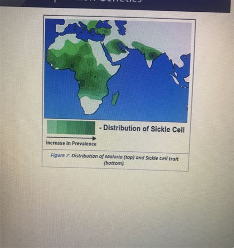 Solved Experiment 5 Sickle Cell Anemia Inheritance Patterns