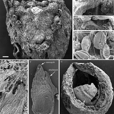 General Details Of Fossil Flower Species A Overview Of A Download Scientific Diagram