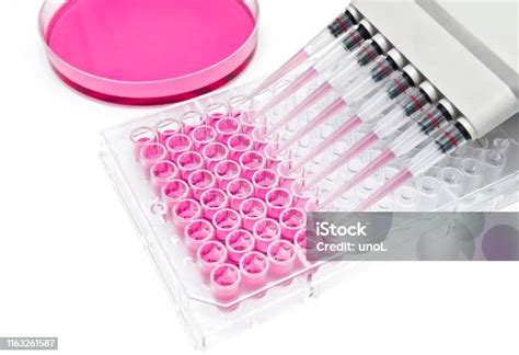 멀티 채널 파이펫 96 웰 마이크로 플레이트 및 액체 매체를 포함하는 페트리디시를 사용하는 체외 포유류 세포 하위 배양 T세포에
