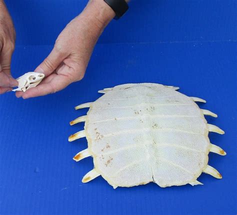 Soft Shell Turtle Skull And Shell