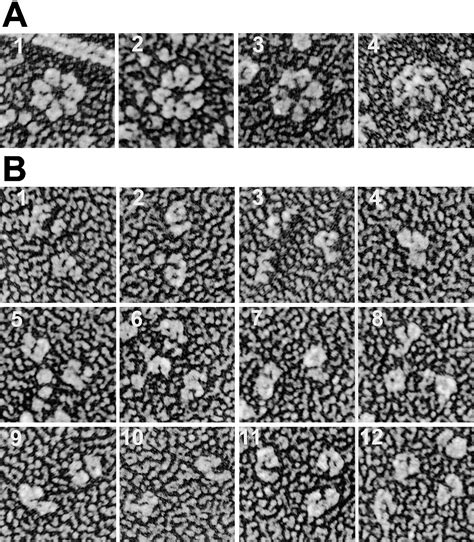 Three Dimensional Structure Of The Apoptosome Molecular Cell