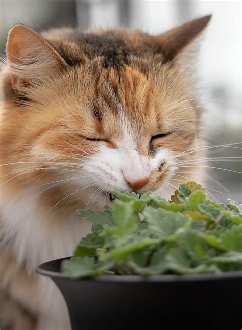 What Does Catnip Do To Cats Side Effects And Safety Lovet