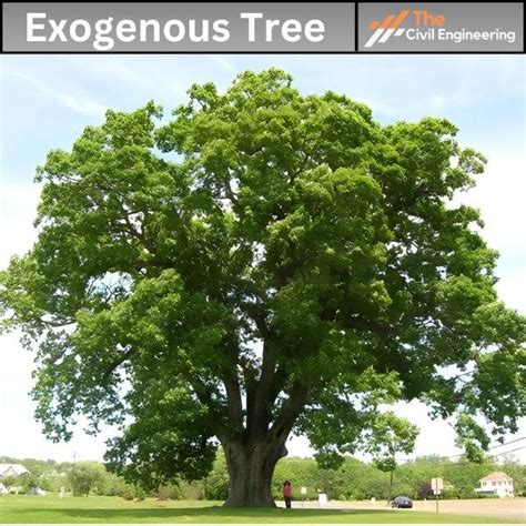 Top 4 Best Differences Between Exogenous Trees And Endogenous Trees