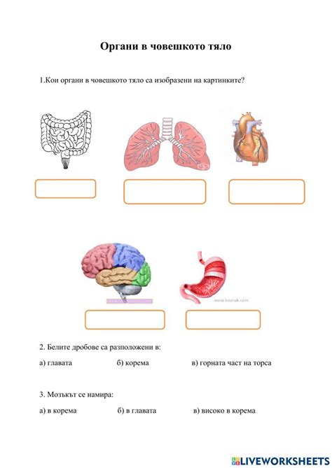 1922051 Основни органи в човешкото тяло Izabelataseva