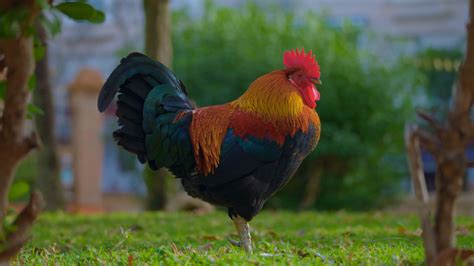 Portrait Of Rooster In Garden Close Up Shot Stock Footage Sbv 348823983